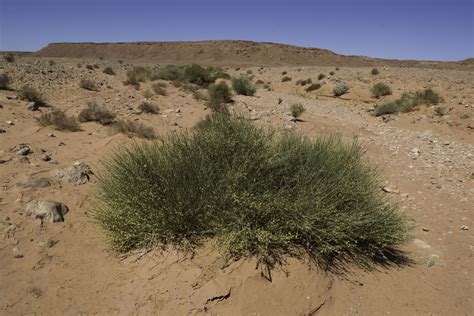 Ephedra Alata Subsp Alenda Biodiversité Végétale Du Sud Ouest Marocain