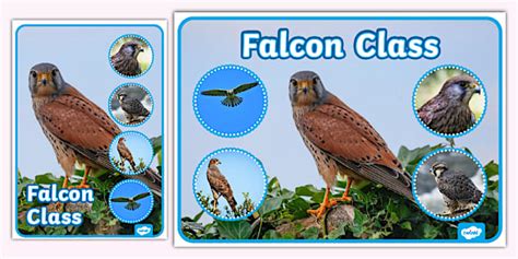 Falcon Class Photo Poster Ks1 Twinkl