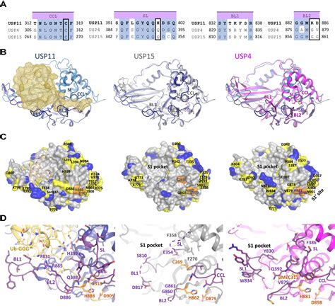 Ubiquitin Specific Protease 11 Structure In Complex With An Engineered Substrate Mimetic Reveals