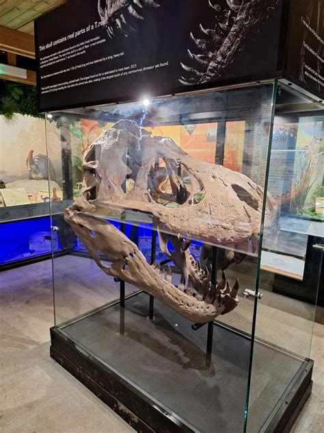 Replica Tyrannosaurus Skull Zoochat