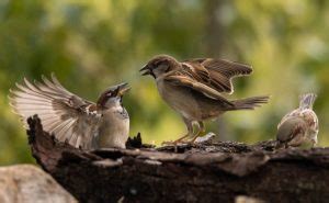 Tree Sparrow Vs House Sparrow Key Differences Explained Binocular Base