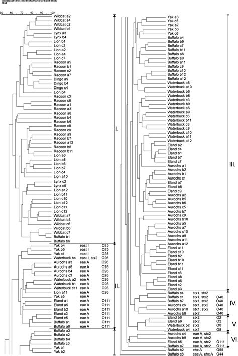 dendrogram of the similarity relation of pfge noti patterns of the 163