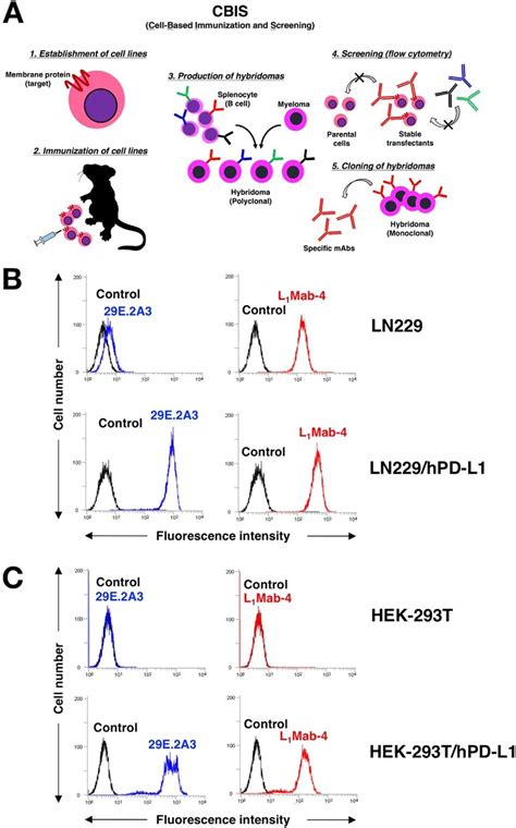 Flow Cytometry Of L 1 Mab 4 Against Ln229hpd L1 A Procedure Of