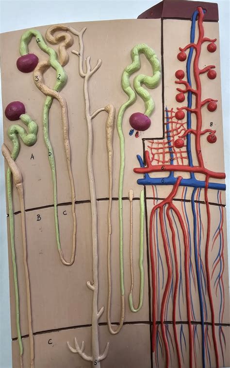 Nephron Model Diagram Quizlet Nephron Model Diagram Quizlet