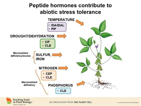 New Teaching Tool “small And Mighty Peptide Hormones In Plant Biology