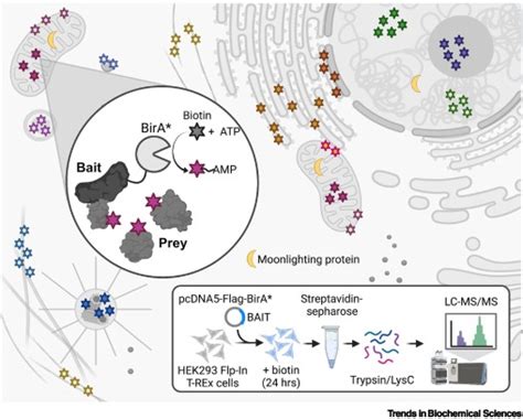 Bioid Organelle Mapping You Are The Company You Keep Trends In