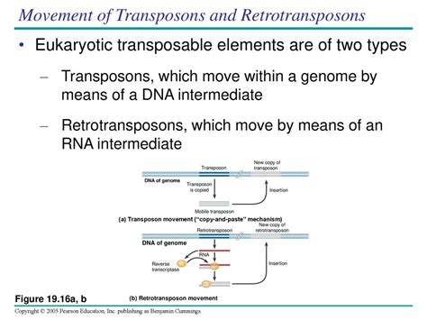 Eukaryotic Genomes Organization Regulation And Evolution Ppt Download
