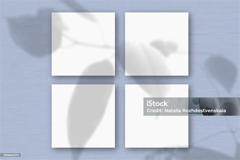 파란색 벽 배경에 흰색 질감 종이 4 평방 시트 식물 그림자가 있는 모형 오버레이 자연채광은 이국적인 식물의 그림자를 투사합니다