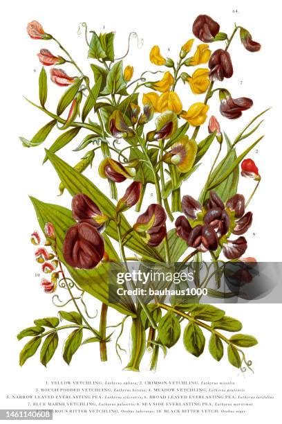 Pisum Sativum Flower Photos And Premium High Res Pictures Getty Images