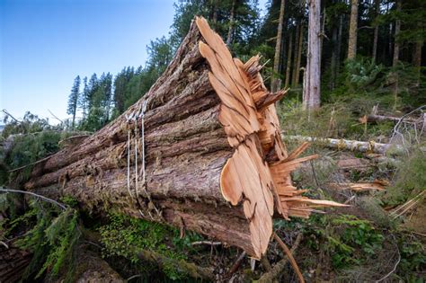 New Before And After Images Reveal Shocking Impacts Of Old Growth Logging On Vancouver Island
