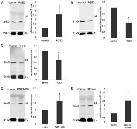 Pge 2 Receptor Stimulation Leads To Activation Of Rhoa And