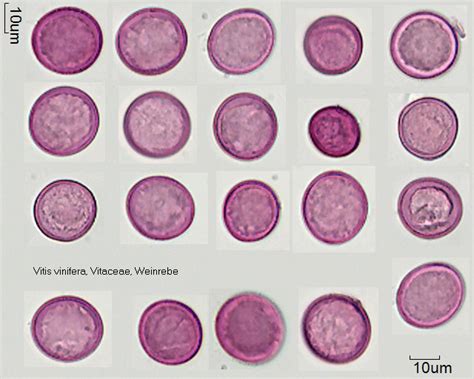 Vitis Vinifera Pollen Wiki