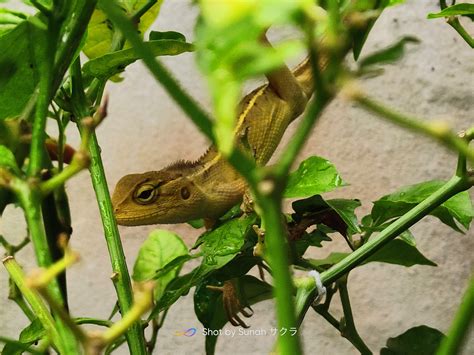 Wordless Wednesday Cicak Kubin