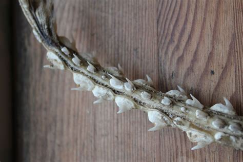 Thornback Ray Jewelry Skull Crown Jewelry