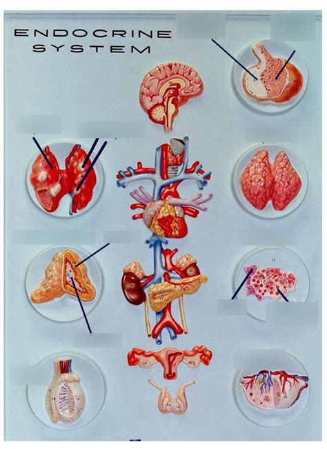 Endocrine Labeling Diagram Quizlet