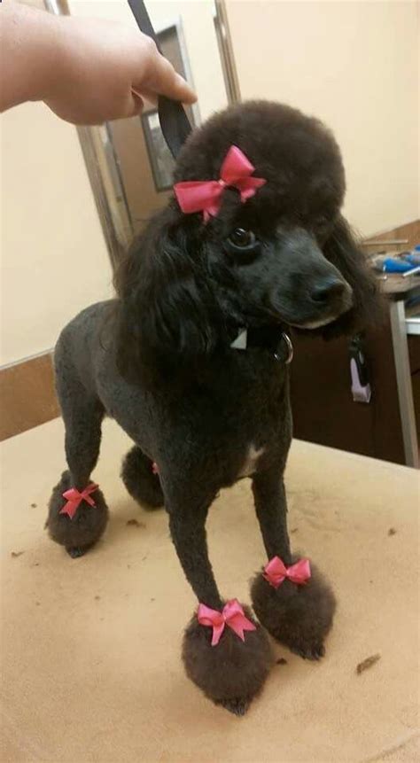 Poodle Grooming Styles Cute Poodle Cuts Black Poodle With Pink Bows