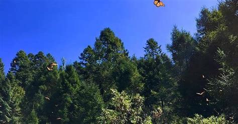 Flutter By Freedom Rpics