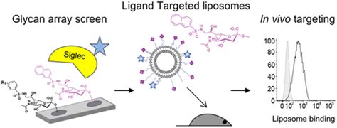 一种磺酰胺唾液酸类似物，用于靶向免疫细胞上的 Siglec 8 和 F Journal Of The American Chemical