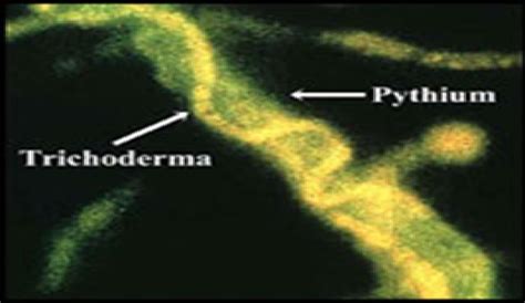 Trichoderma Control De Hongos Fitopatógenos Intagri Sc