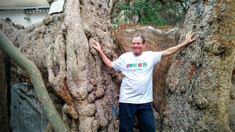 The Top Most Amazing Trees In Israel ISRAEL C