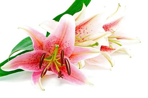 Premium Photo Pink Lily