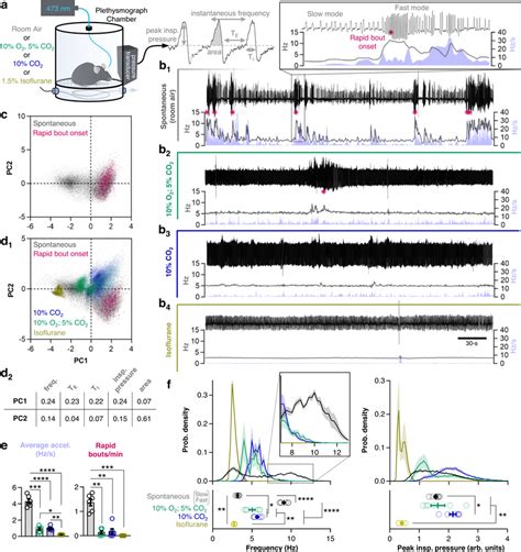 rapid dynamic breathing patterns characterize the awake normally