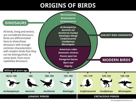 Origins Of Birds Evolution First Birds And Facts Britannica