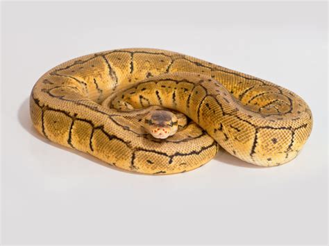 Morph List World Of Ball Pythons
