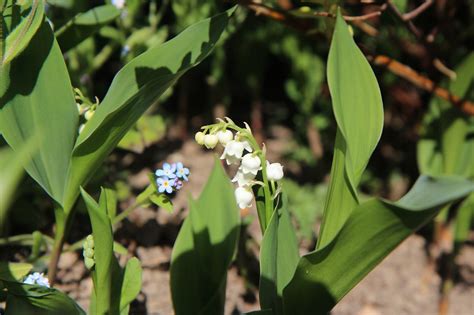 Lily Of The Valley Free Photo On Pixabay Pixabay
