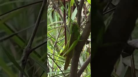 Grasshopper Part 31 Giant Grasshopper Youtube
