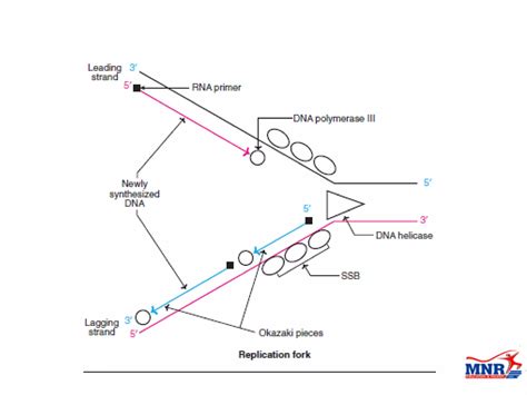 Dna Replication By Dr Anurag Yadav Pdf