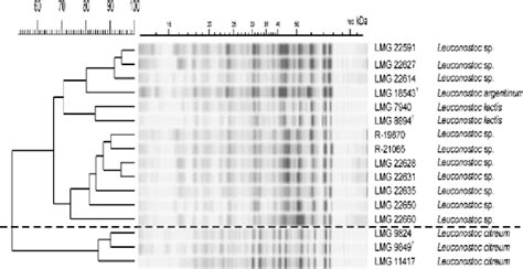 protein profiles and corresponding dendrogram derived from upgma