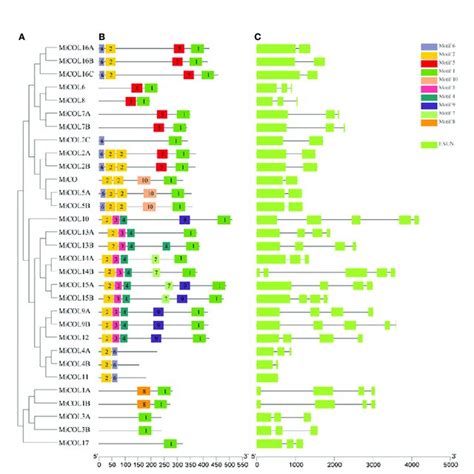 Phylogenetic Conserved Motif Intron And Exon Structure Analysis Of Download Scientific