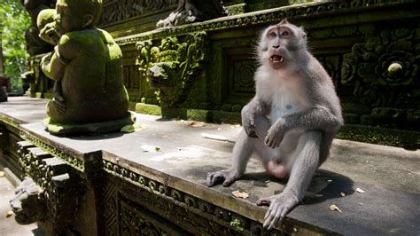 Some Monkeys Use Stone Tools For Pleasure Study Suggests The New York Times