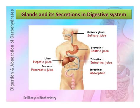 SOLUTION Digestion And Absorption Of Carbohydrates Studypool