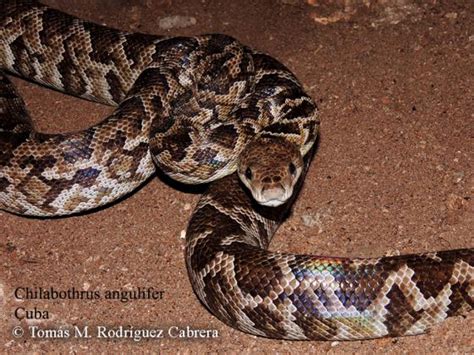 Chilabothrus Angulifer The Reptile Database