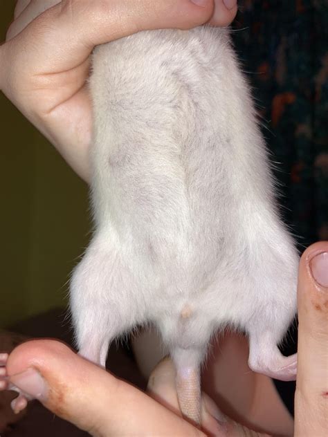 I Think My Rat Is Pregnant Rrat