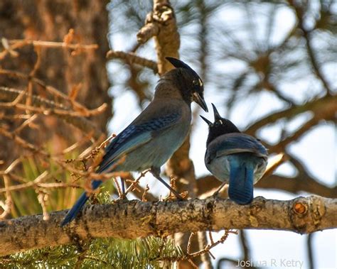 Bird Las Vegas 2019 All You Need To Know Before You Go With Photos