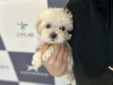 말티푸 배추 말티폼키우는방법 보더콜리키우는방법 프렌치불독키우는방법 빠삐용키우는방법 파피용키우는방법 사모예드키우는방법 스피츠키우는방법 시바견키우는방법 시베리안허스키키우는방법