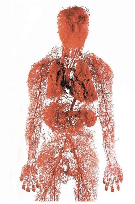 Хүний биеийн тухай сонирхолтой 15 баримт