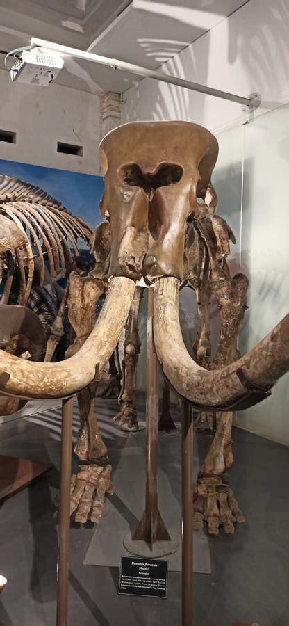 Ancient Elephant Fossils Geology Museum Indonesia Editorial Stock