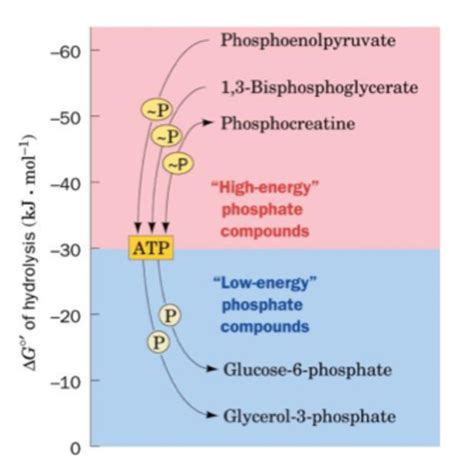 Biochem 2 Metabolism Flashcards Quizlet