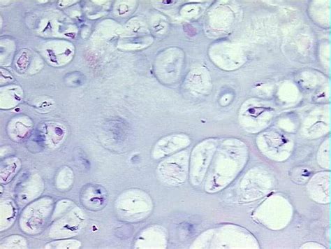 Cs602674 Frozen Tissue Sections Cartilage Origene