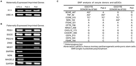 Expression Of Maternally And Paternally Expressed Imprinted Genes A Download Scientific
