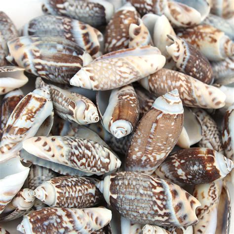 Buy Bulk Seashells For Crafts Shells In Bulk California Seashell