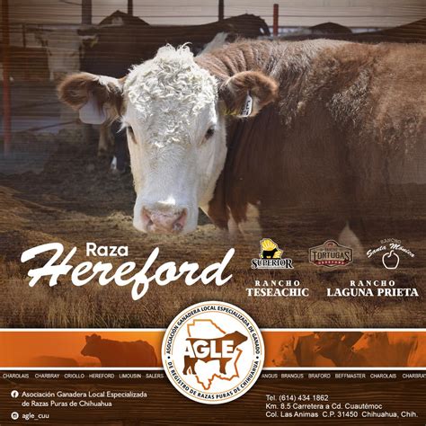 La Raza Hereford Habilidad Materna Rusticidad Adaptabilidad Facilidad De Parto Conversión