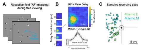 Receptive Field Estimation During Free Viewing In Marmoset Mtmtc