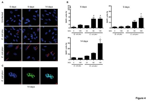 A Cells Were Stained With DAPI Or Days After Infection And Download Scientific