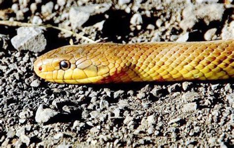 Cara Efektif Pertolongan Pertama Saat Digigit Ular