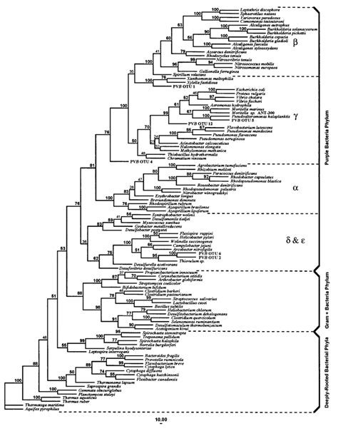 phylogenetic consensus tree based on ssu rdna sequence data for all